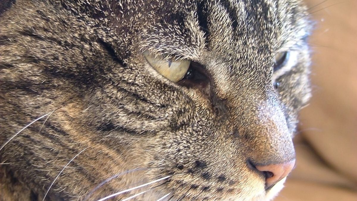 30-pound cat named Zack seeks adopter to help him slim down in new year