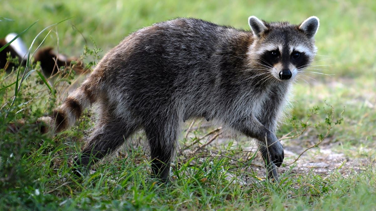 Rabies alert: Raccoon tests positive for rabies in Marion County near ...