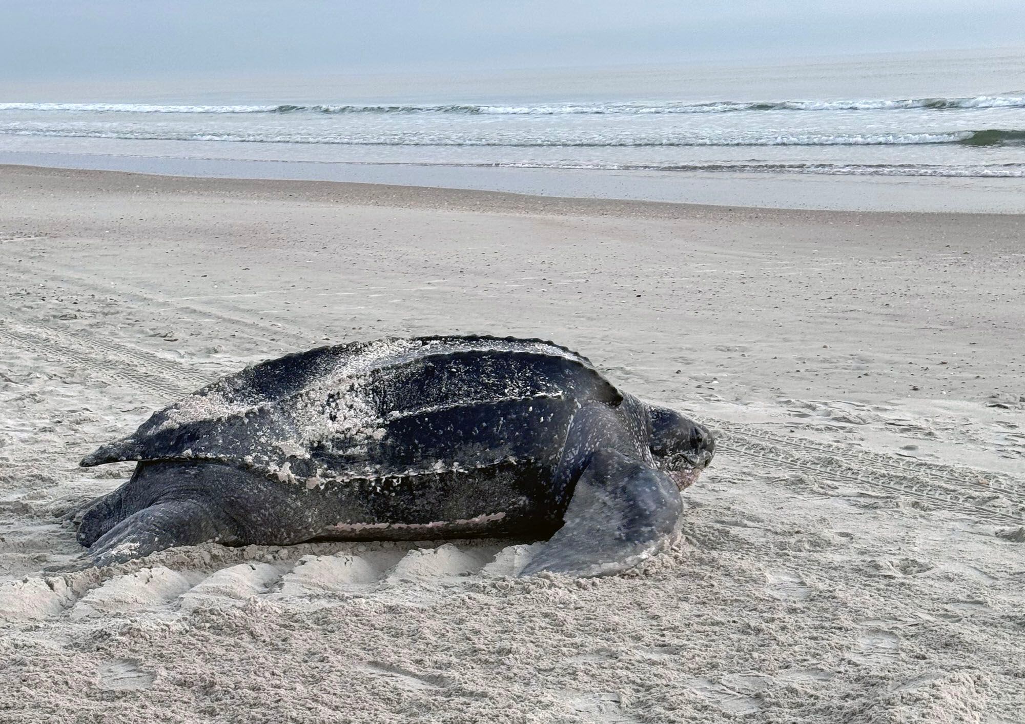 Leatherback Sea Turtle Laying Eggs