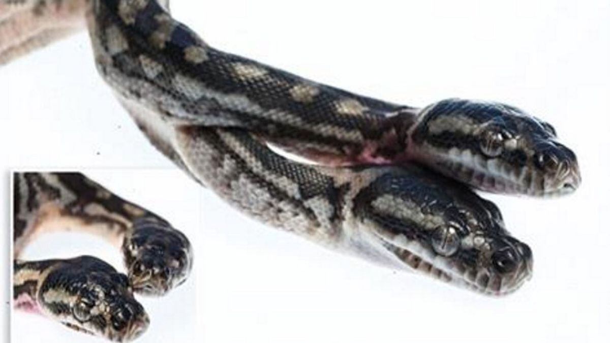 Rare two-headed python hatches, survives